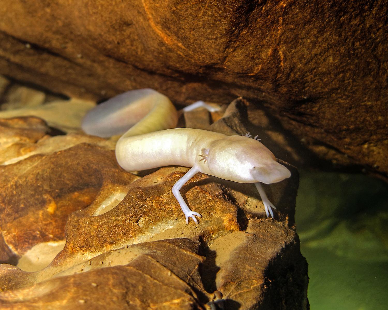 20 Animali che vivono in grotte e tane: Lista con IMMAGINI