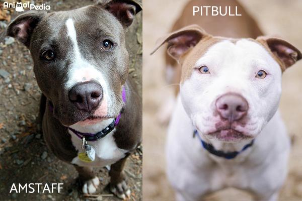 Differenza tra Pitbull e Amstaff - E come riconoscerli