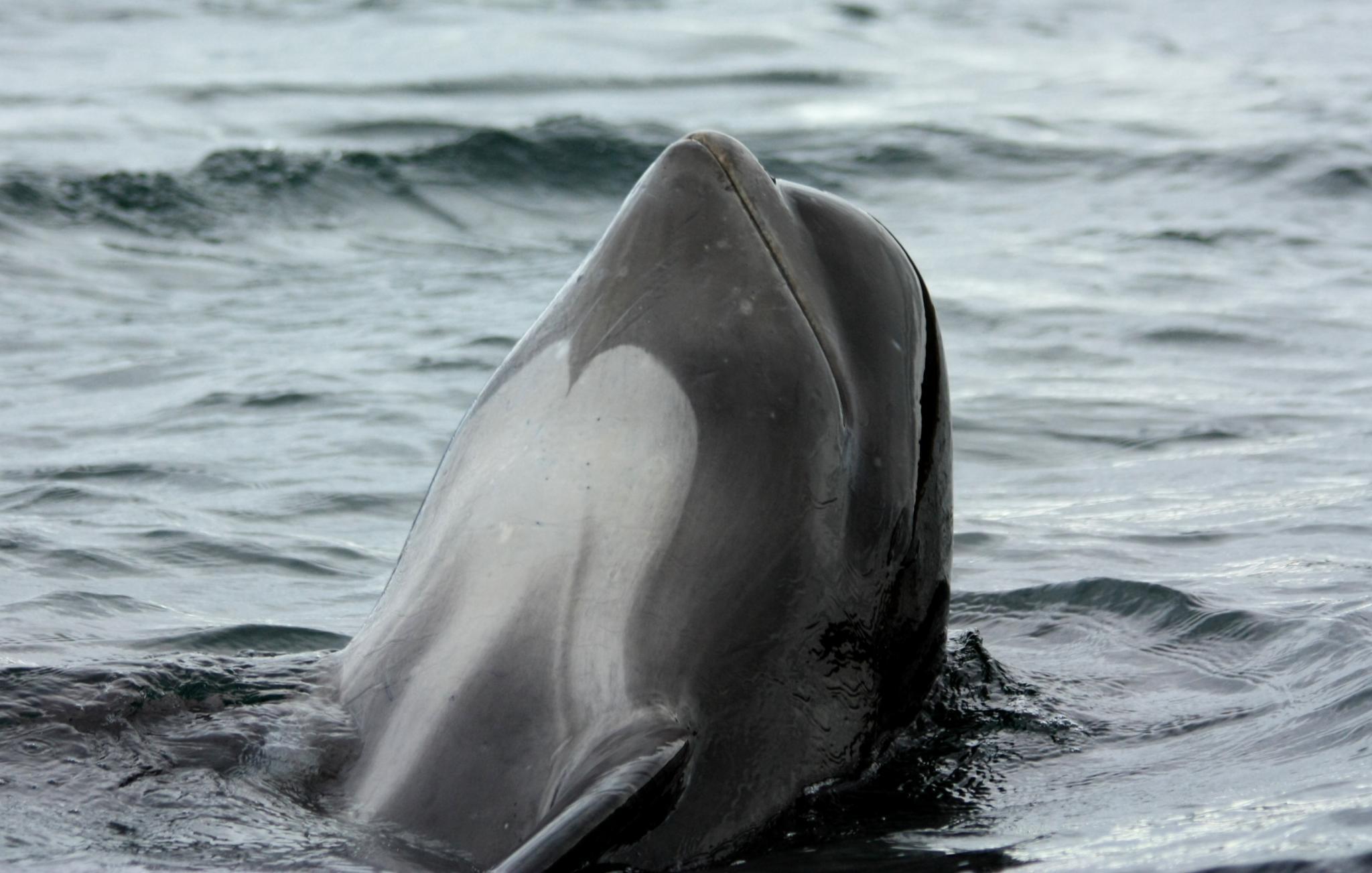 Cetacei - definizione, tipi e caratteristiche