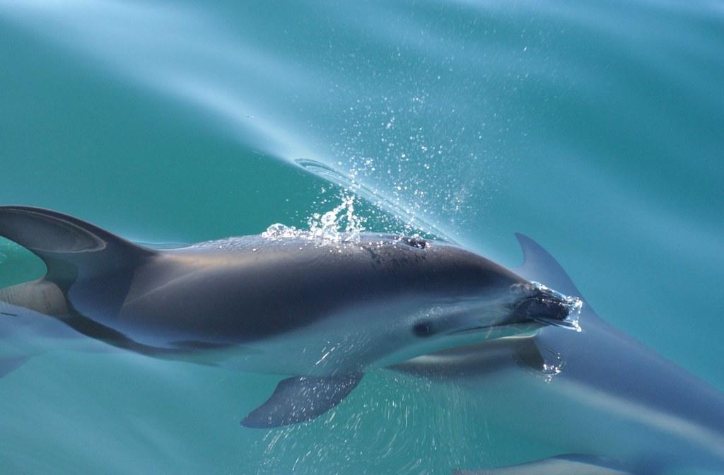 Cetacei - definizione, tipi e caratteristiche