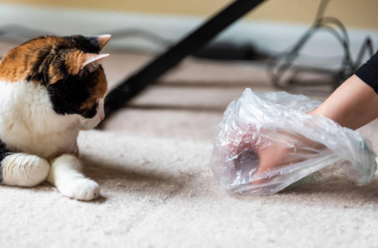 Gatto fa la cacca molle puzzolente: cause, cura e cosa fare