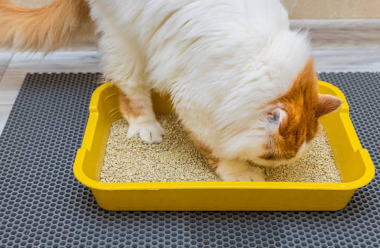 Gatto fa la cacca molle puzzolente: cause, cura e cosa fare