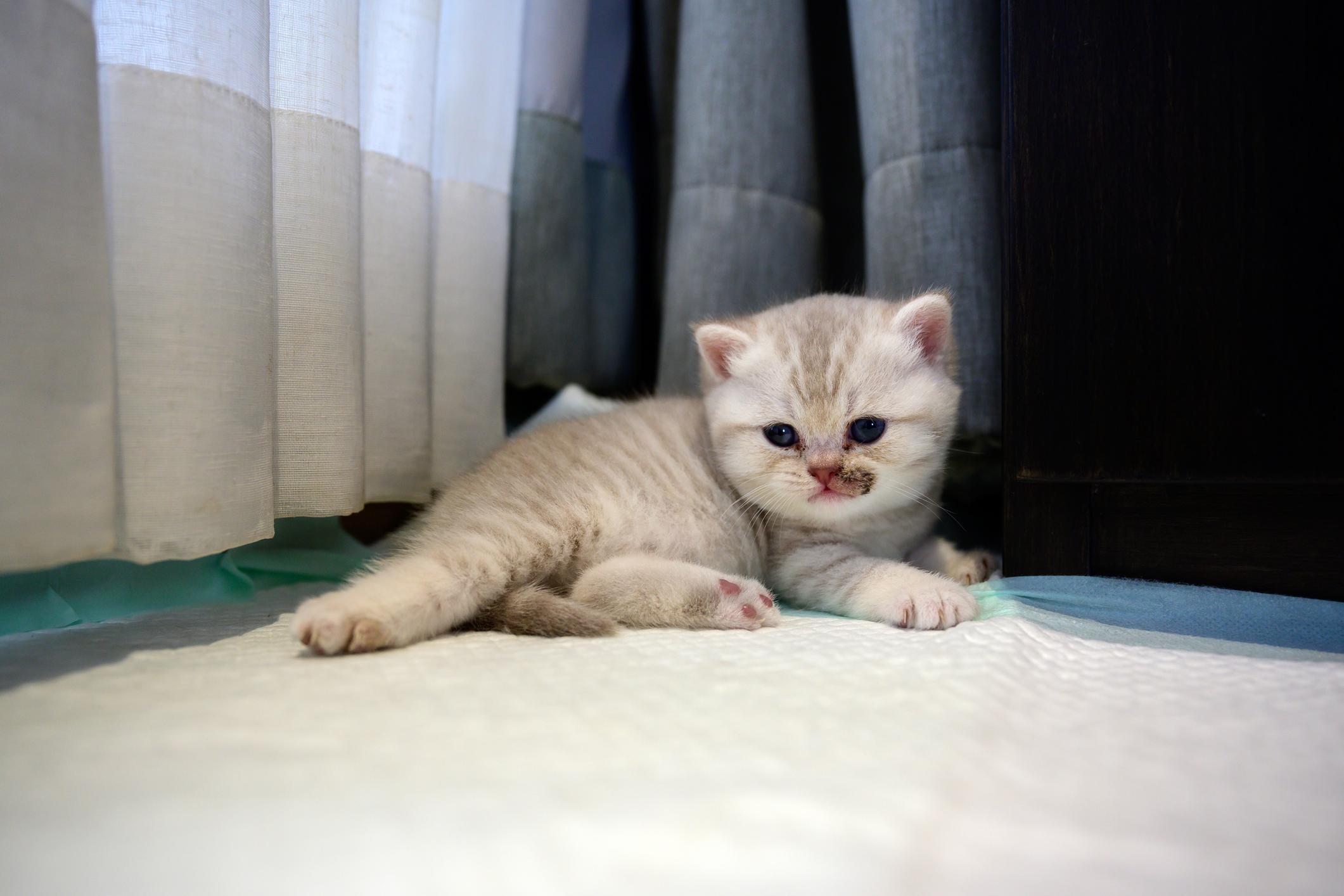 Tigna del gatto: sintomi, contagio e cura (con IMMAGINI)