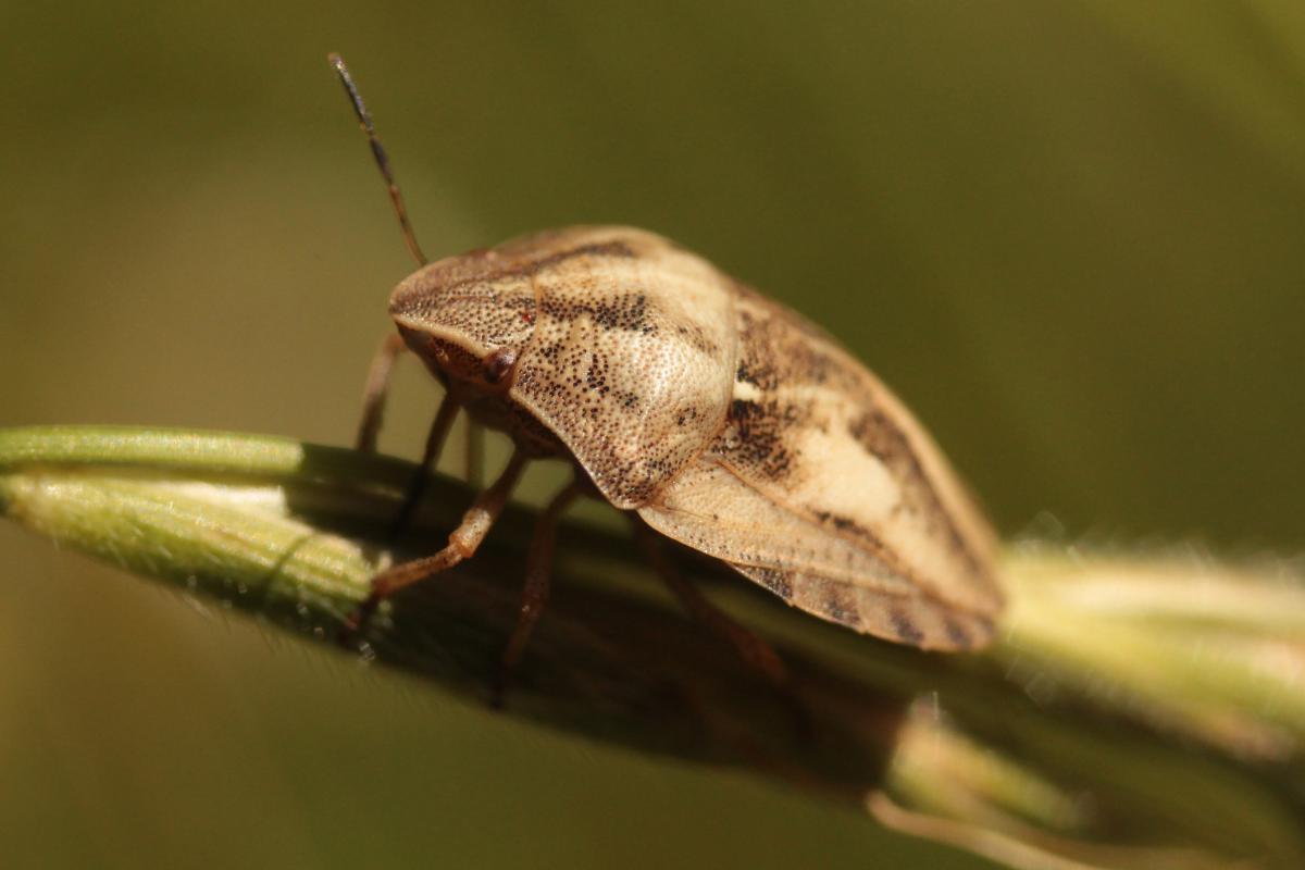 +10 Tipi di cimici - Nomi e FOTO!