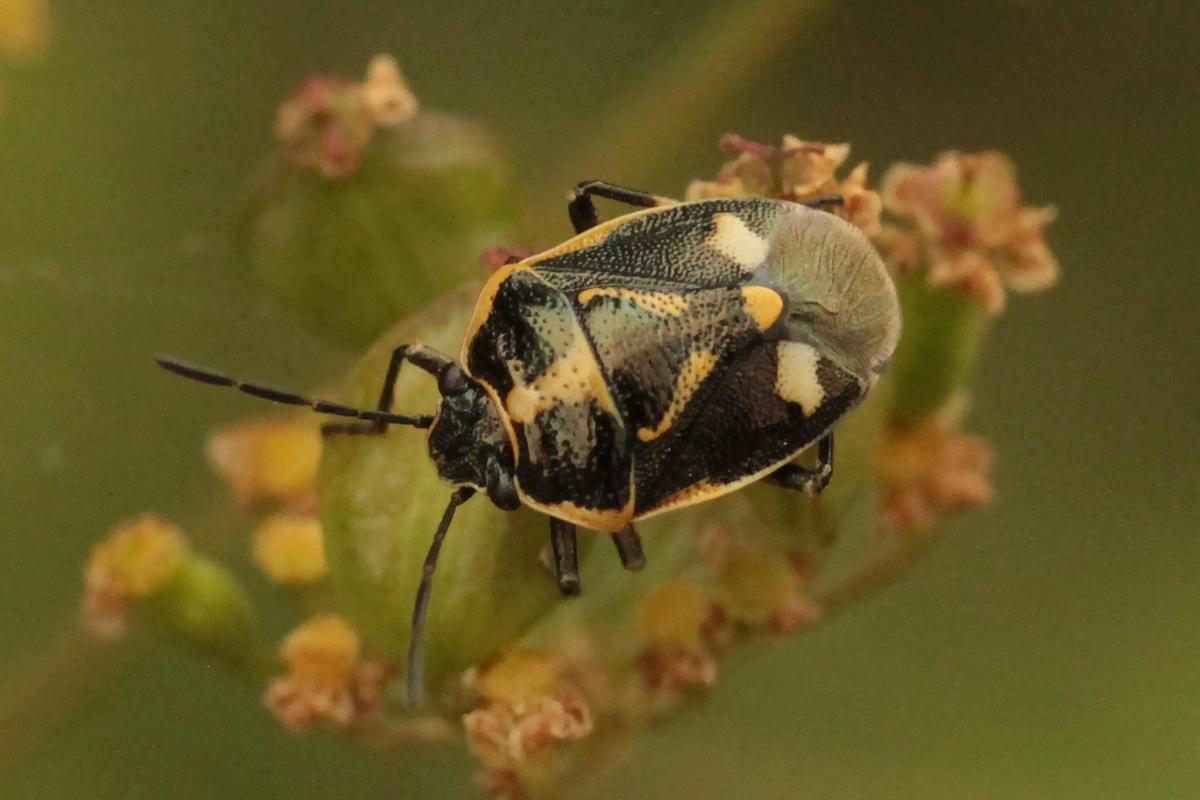 +10 Tipi di cimici - Nomi e FOTO!