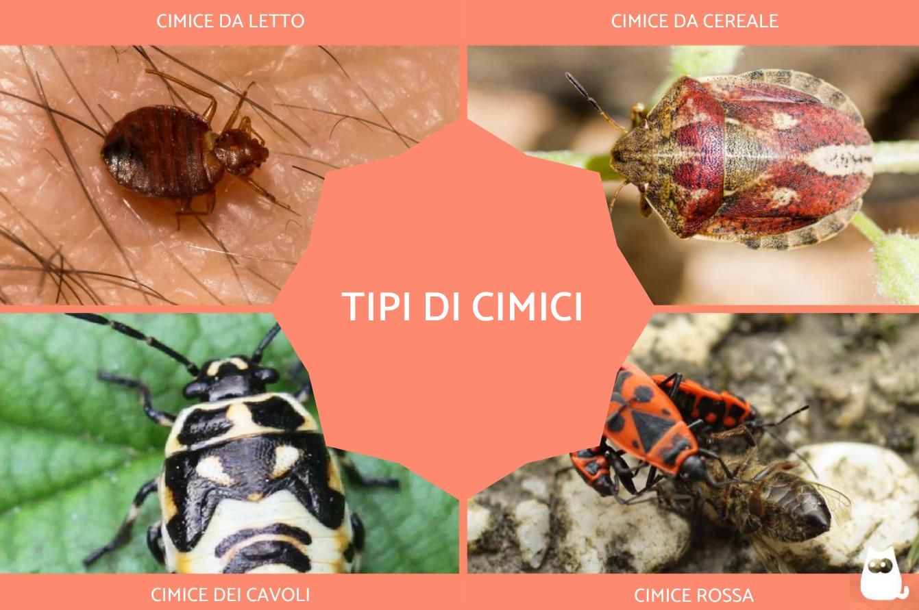 +10 Tipi di cimici - Nomi e FOTO!