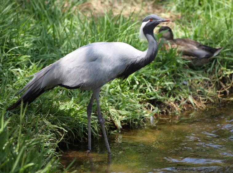 10 Animali della STEPPA: Caratteristiche e curiosità