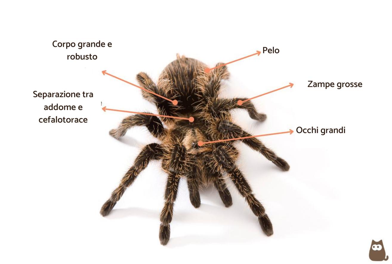 Ragni e tarantole: qual è la differenza?