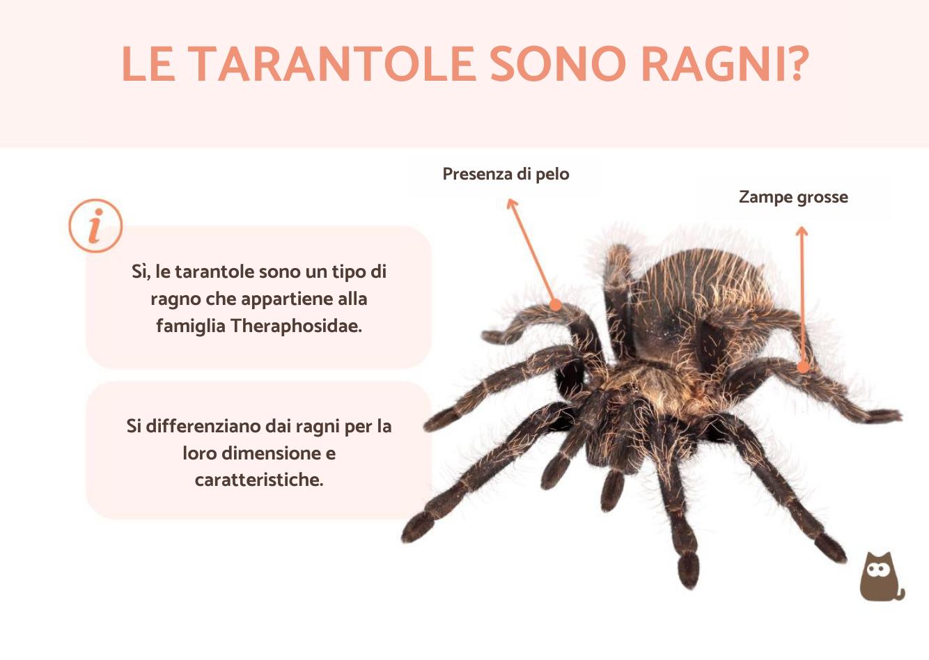 Ragni e tarantole: qual è la differenza?