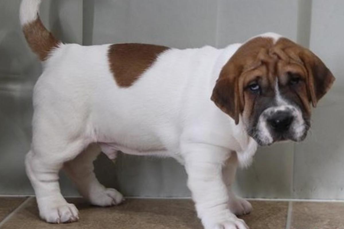 35 Incroci di cani: Curiosità sui meticci più famosi (con IMMAGINI)