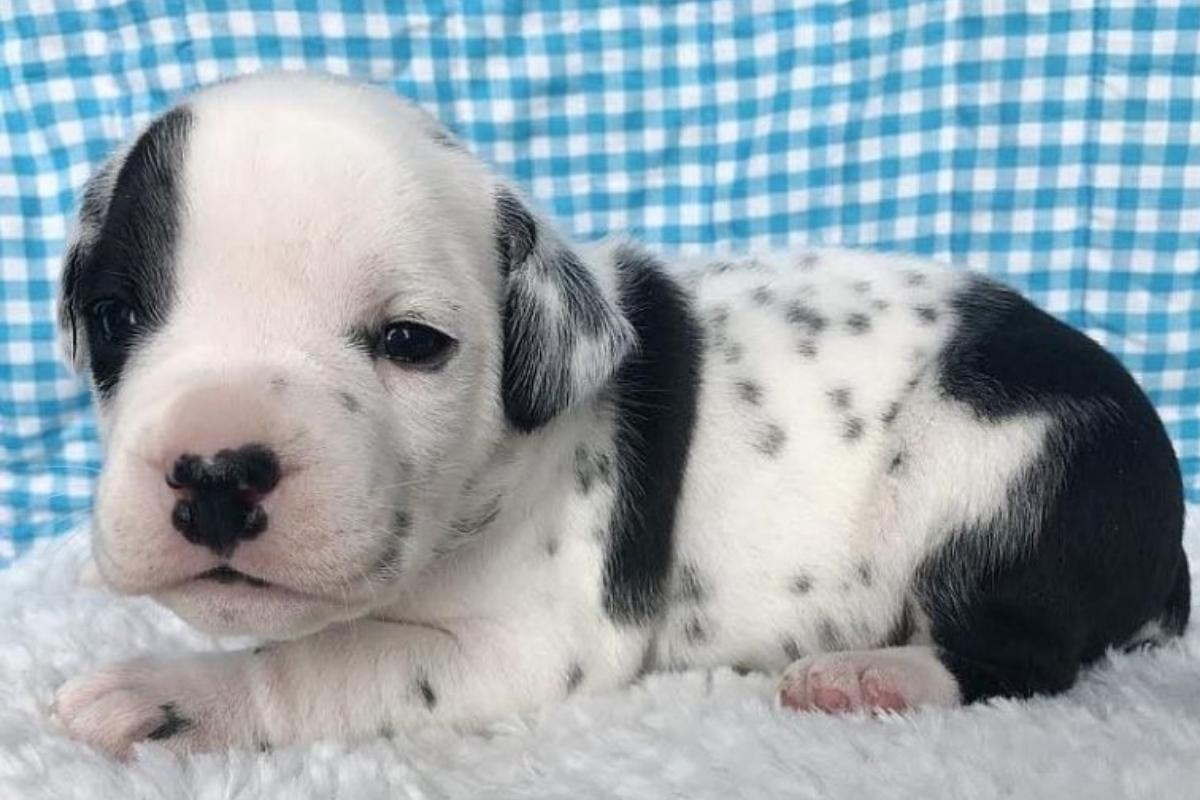 35 Incroci di cani: Curiosità sui meticci più famosi (con IMMAGINI)