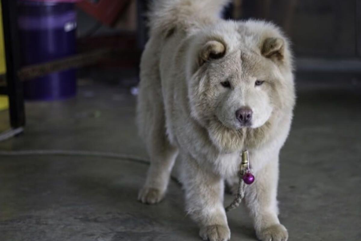 35 Incroci di cani: Curiosità sui meticci più famosi (con IMMAGINI)