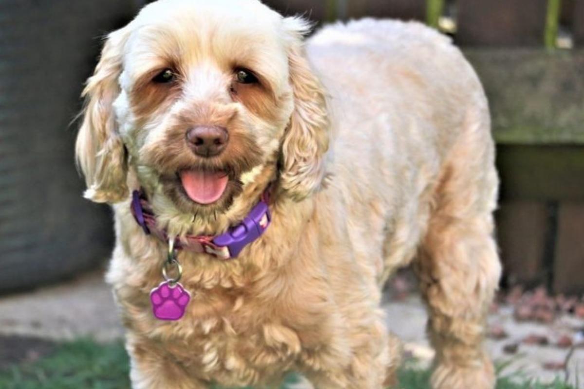 35 Incroci di cani: Curiosità sui meticci più famosi (con IMMAGINI)