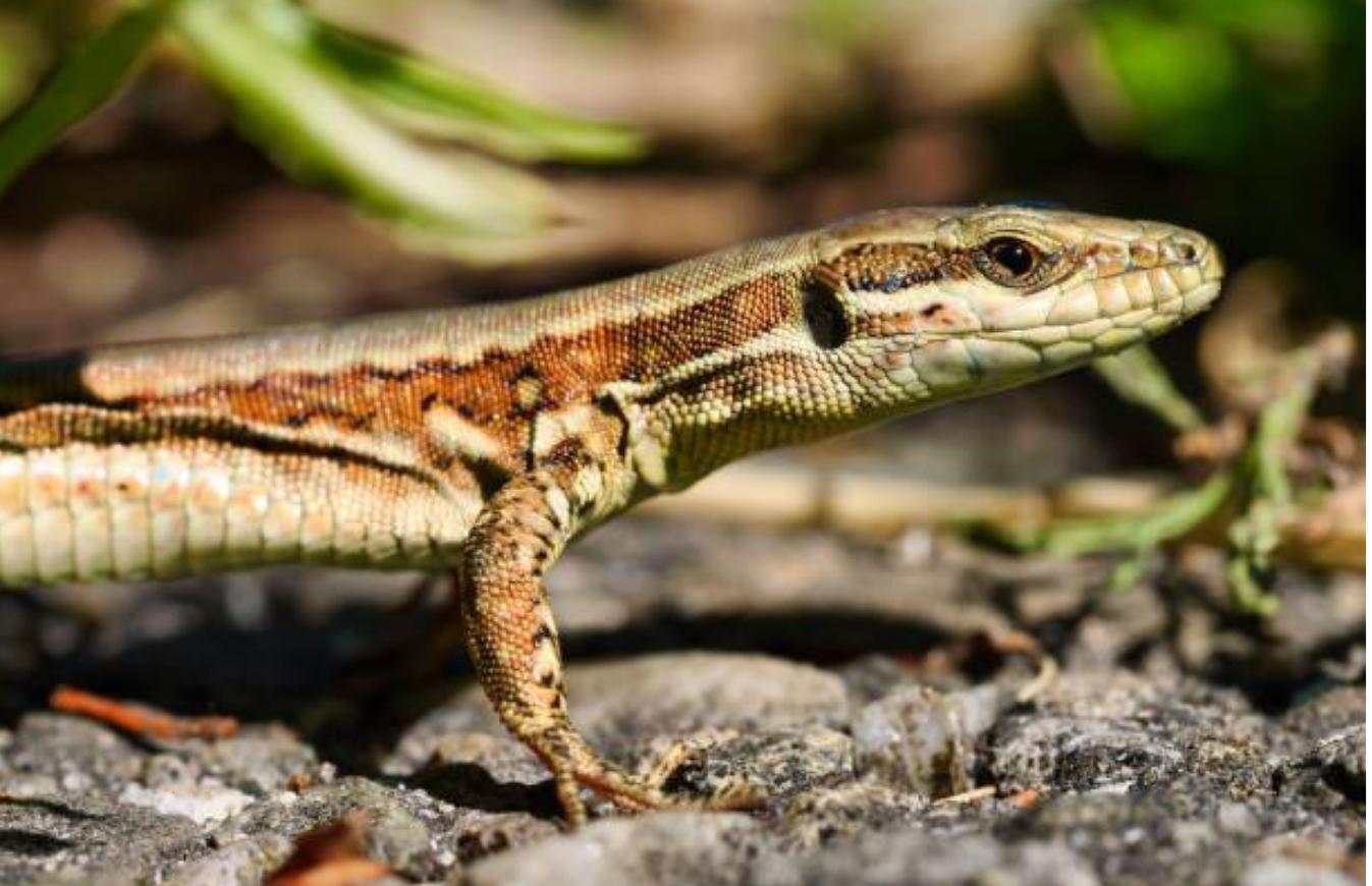 Cosa mangiano le lucertole? - Cuccioli e adulti - Guida COMPLETA