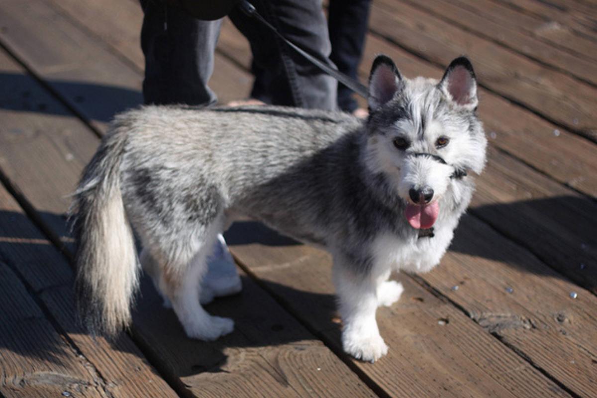 35 Incroci di cani: Curiosità sui meticci più famosi (con IMMAGINI)