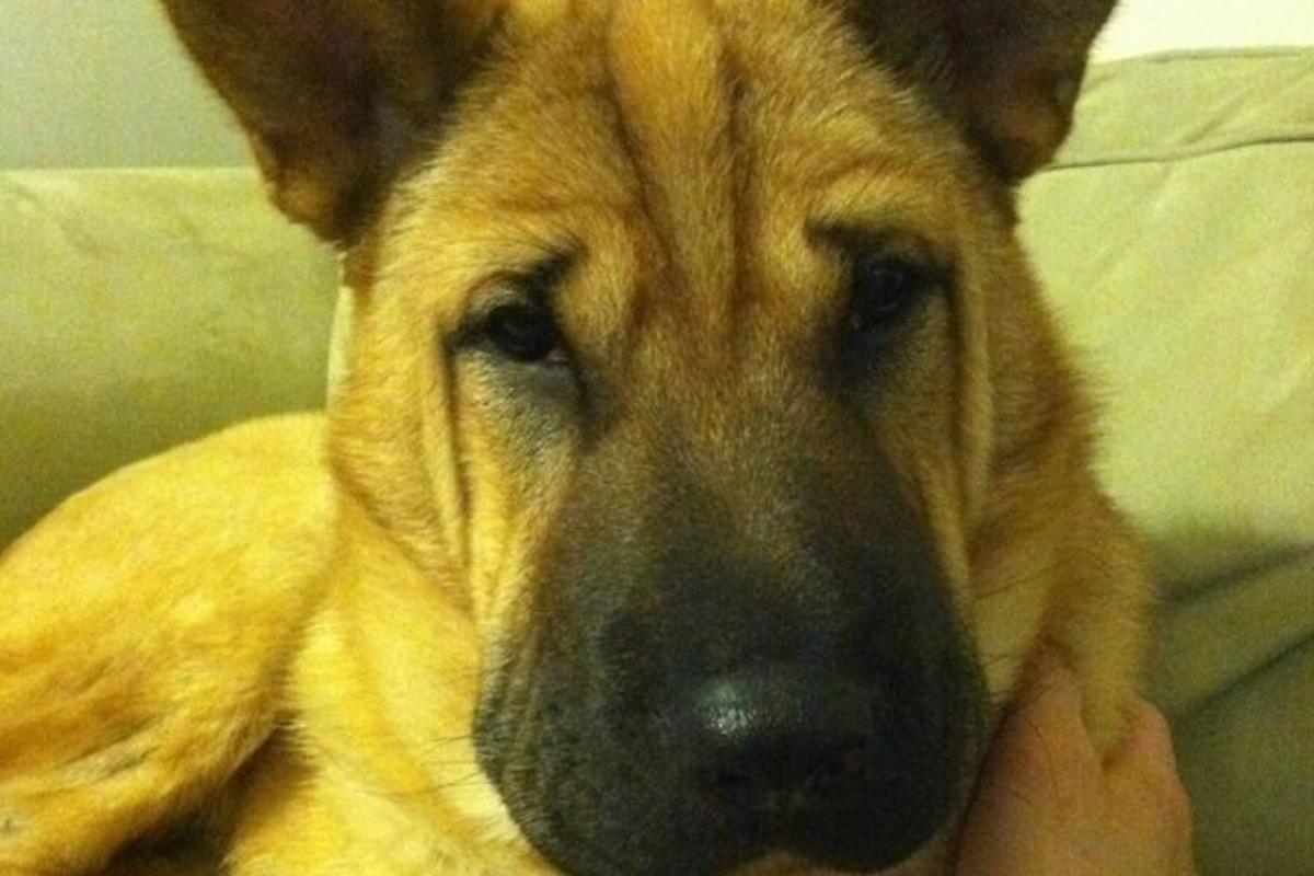 35 Incroci di cani: Curiosità sui meticci più famosi (con IMMAGINI)