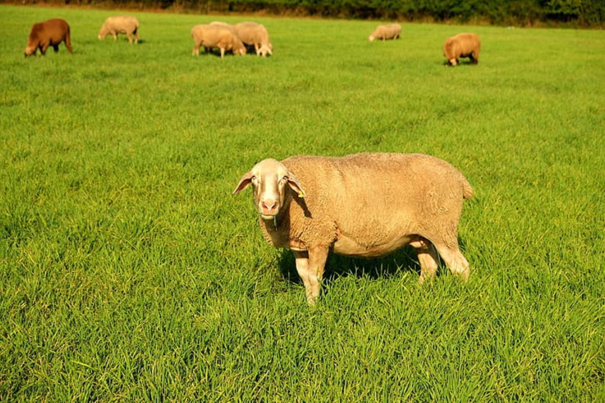 Cosa mangiano le pecore?