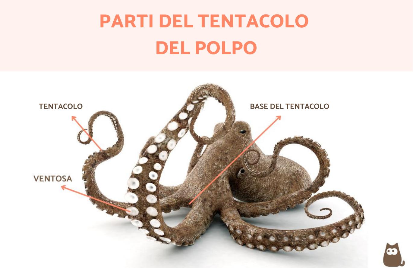 Quanti tentacoli ha il polpo - Ha 8 tentacoli!