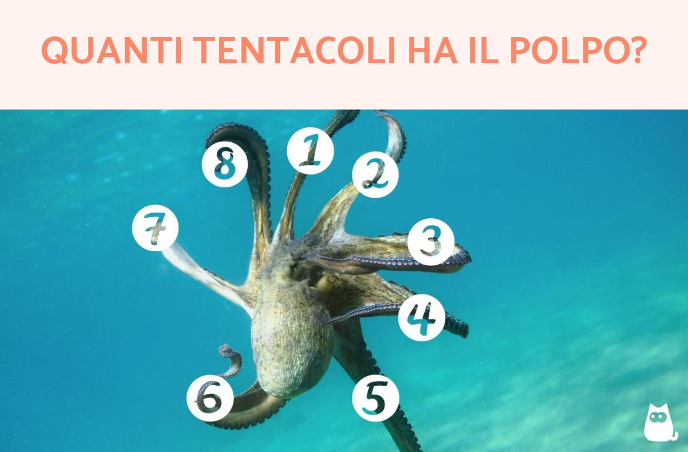 Quanti tentacoli ha il polpo - Ha 8 tentacoli!