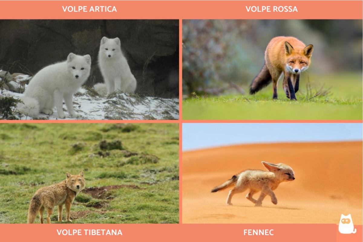Dove vive la volpe? - Artica, rossa e bianca
