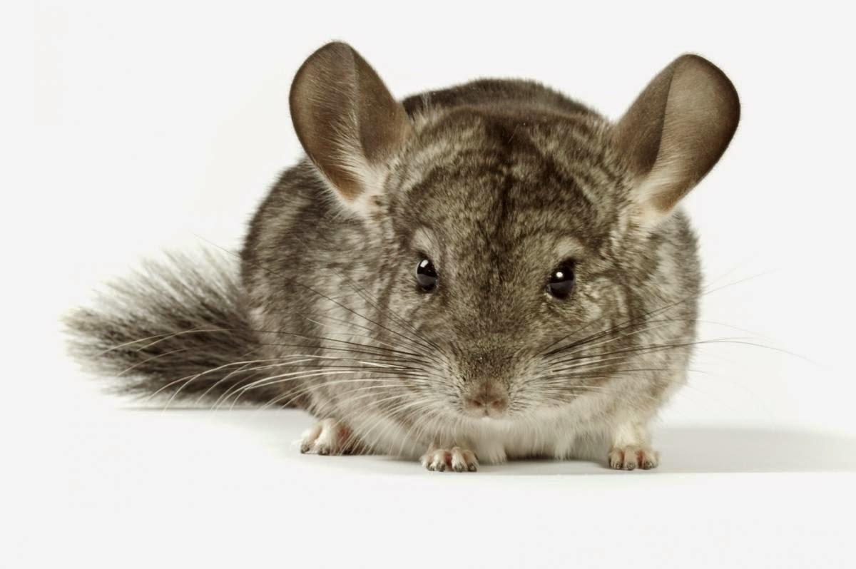 Il cincillà: Caratteristiche, CURE e curiosità