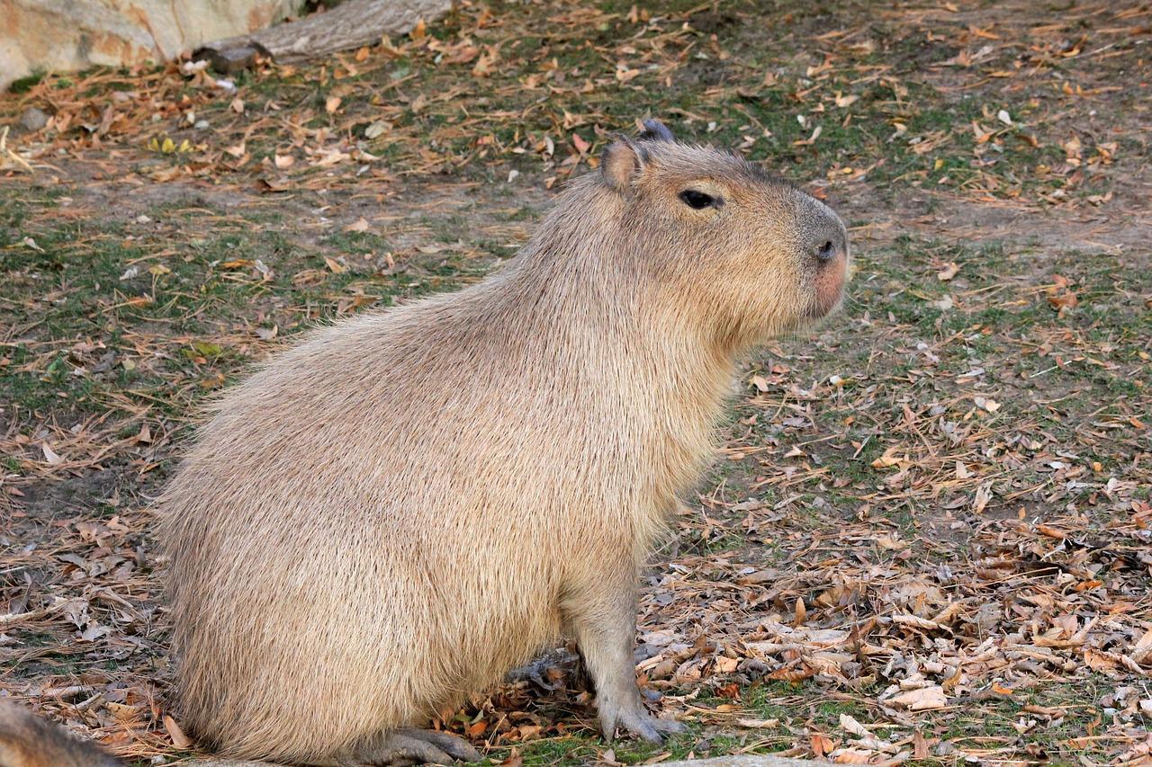 Il capibara come animale domestico