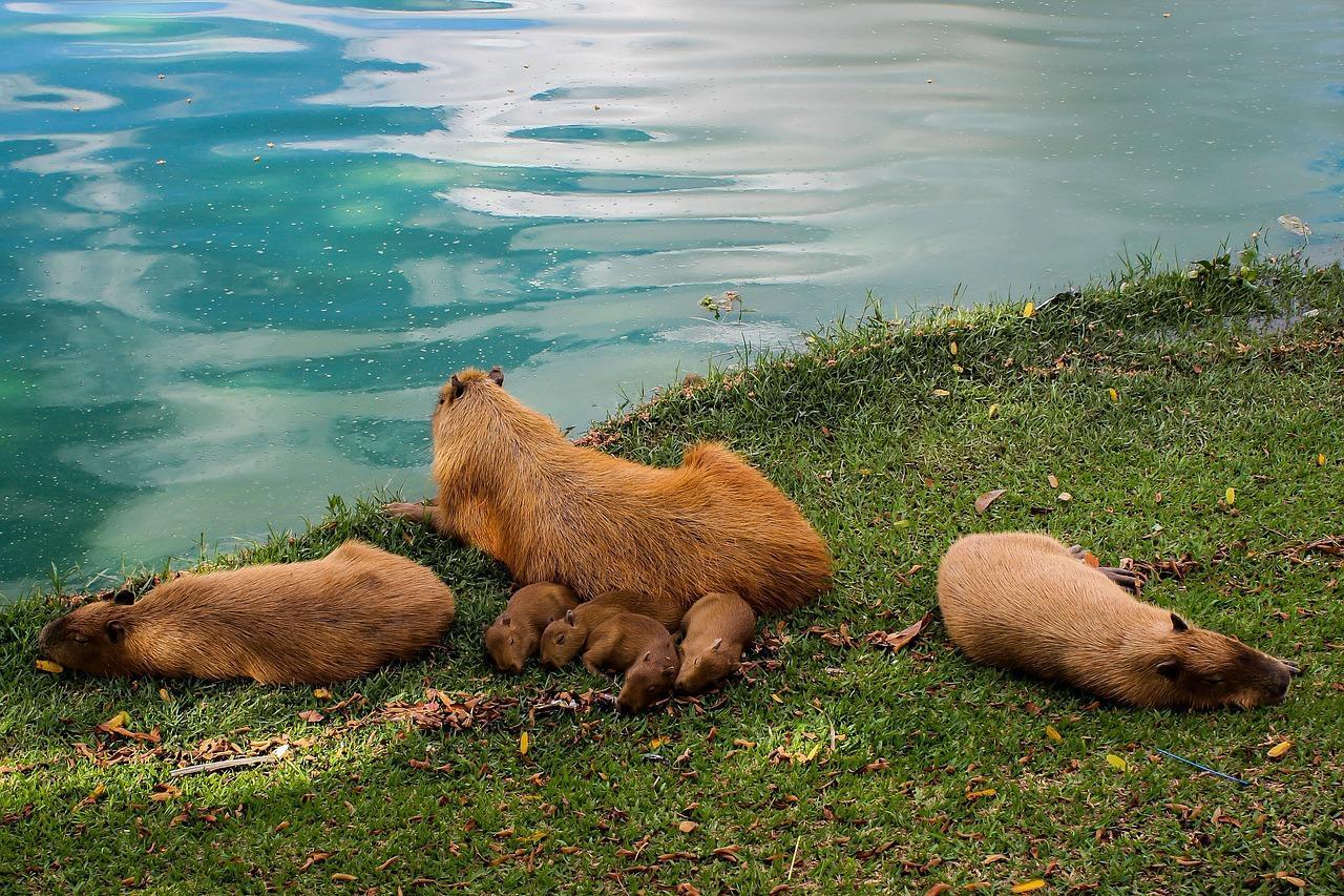 Il capibara come animale domestico
