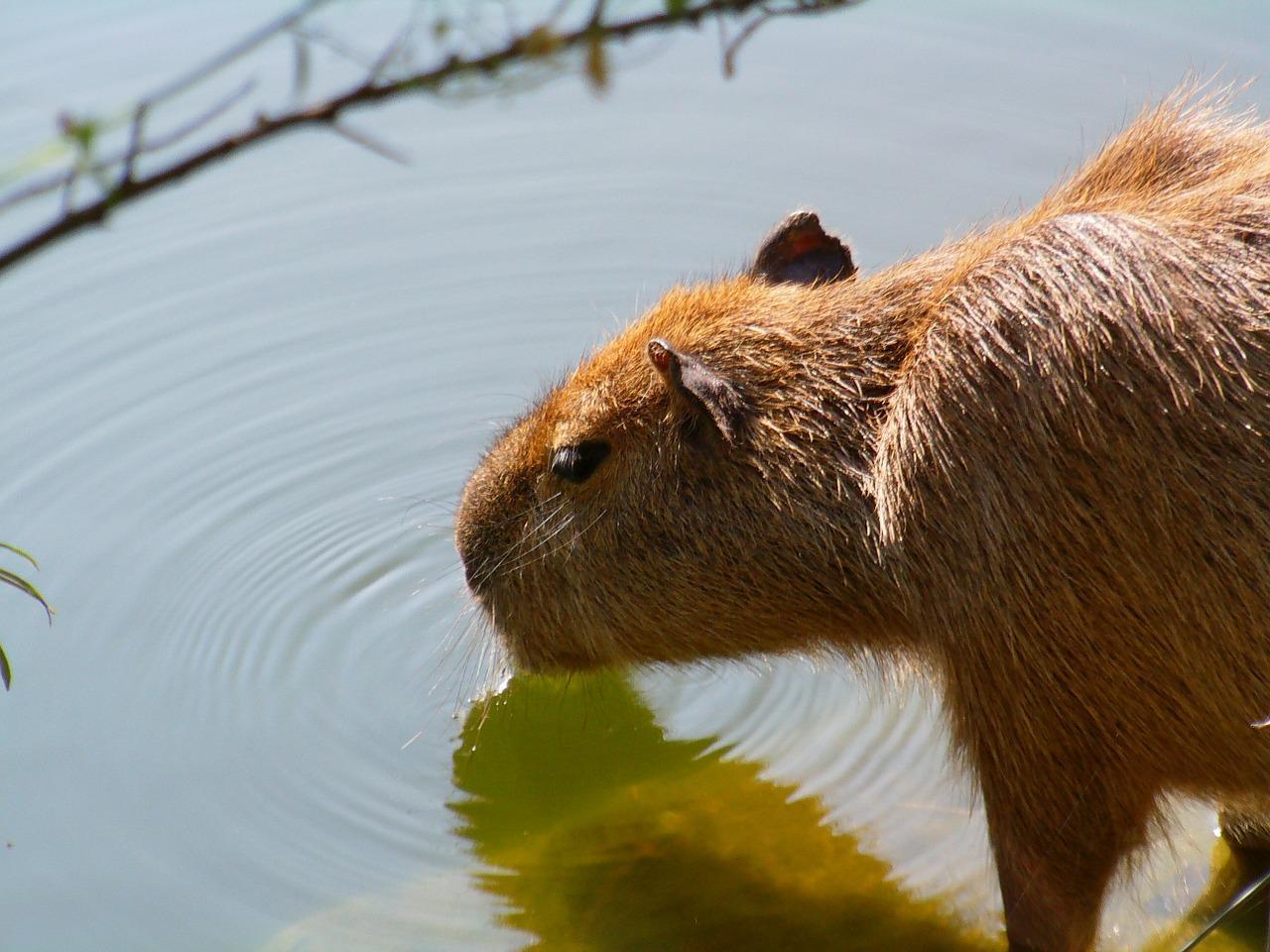 Il capibara come animale domestico