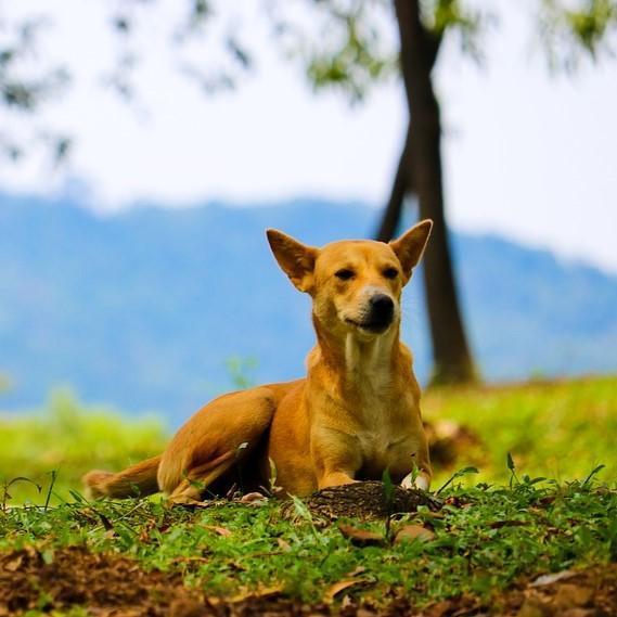 Un cane castrato vive di più?