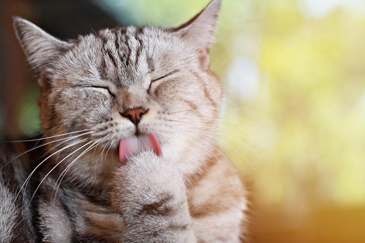 Caratteristiche del GATTO - Alimentazione, Riproduzione, Razze e Origine