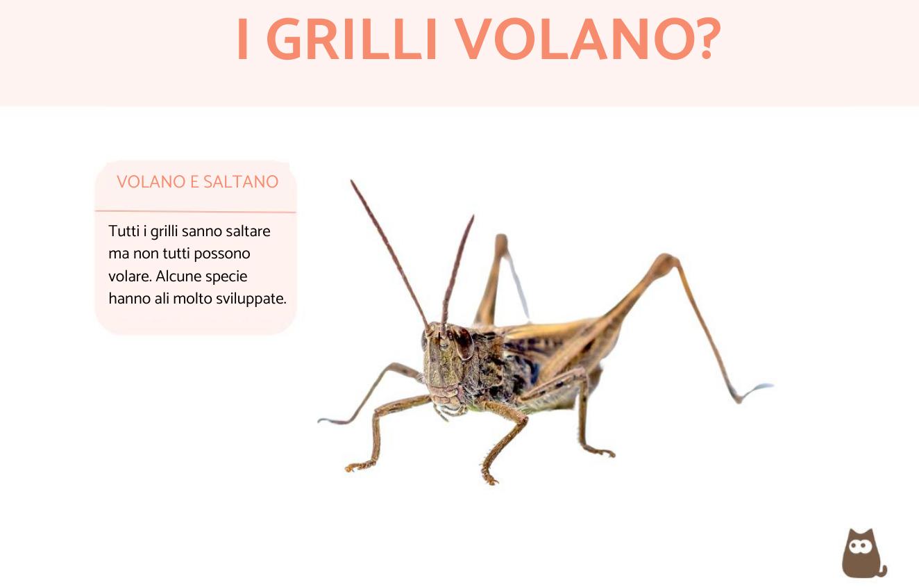 I grilli volano? - Alcuni sì!