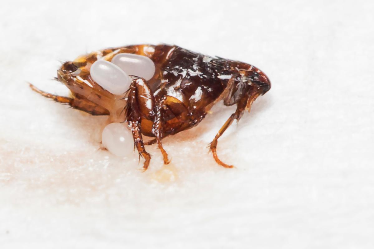 Come eliminare le pulci in CASA? I migliori rimedi