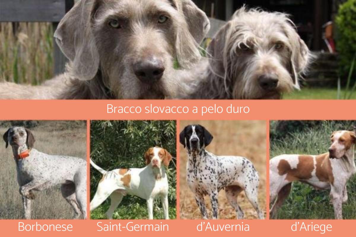 Tipi di cane Bracco: Caratteristiche e foto