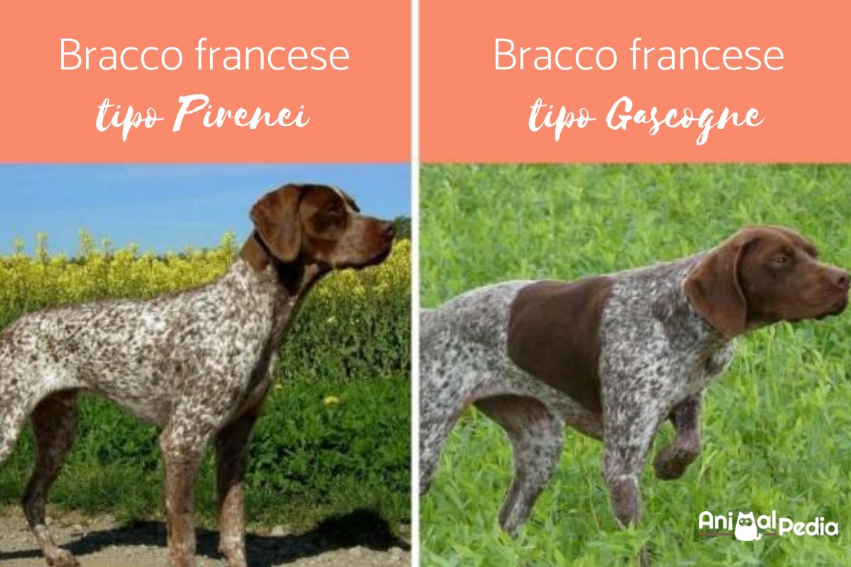 Tipi di cane Bracco: Caratteristiche e foto