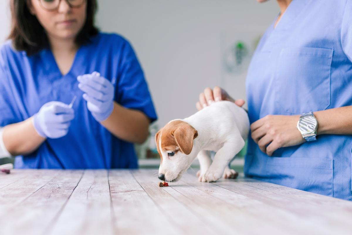 Vermi nelle feci del cane: cause e rimedi