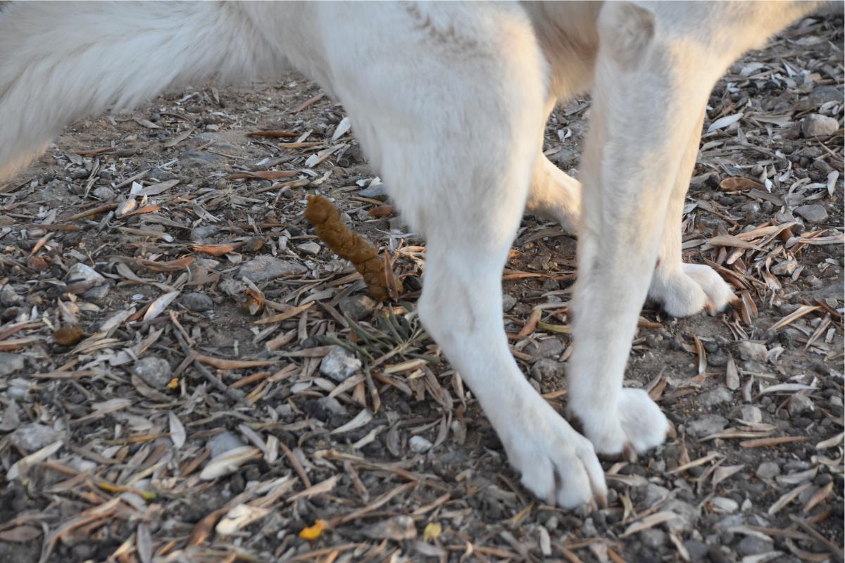 Vermi nelle feci del cane: cause e rimedi
