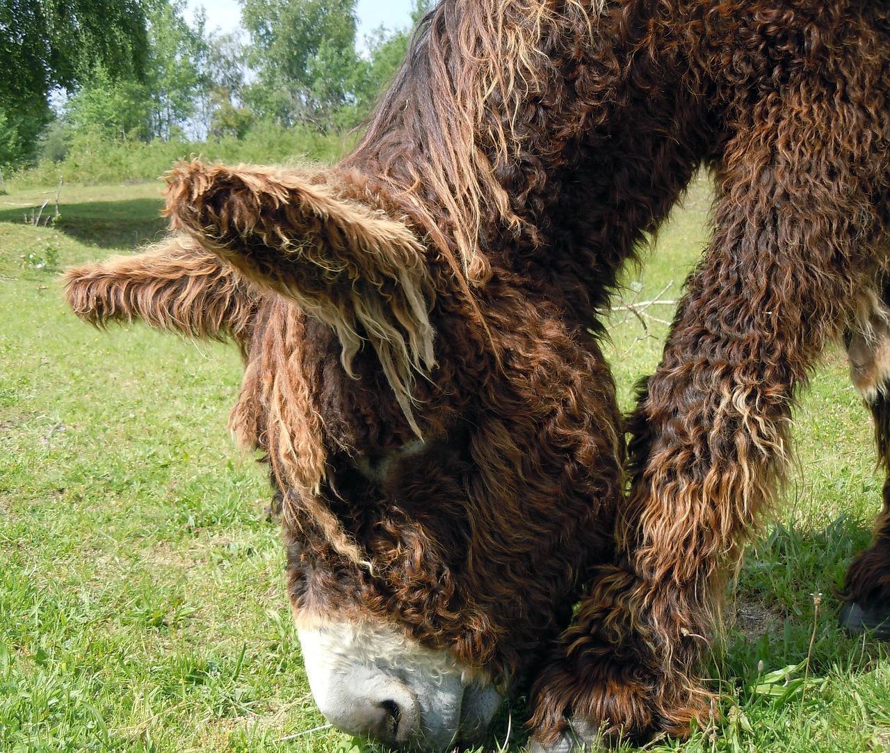 Differenza tra asino, mulo e bardotto