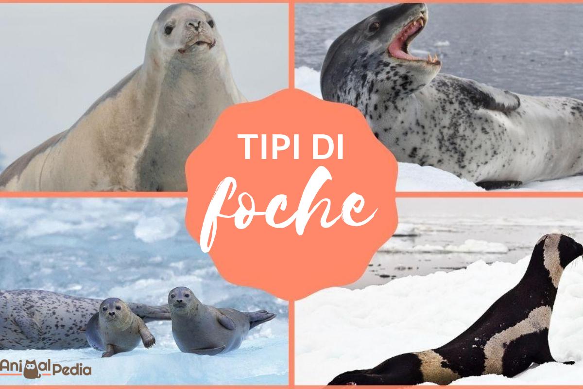 Tipi di foche: Lista completa (con IMMAGINI)