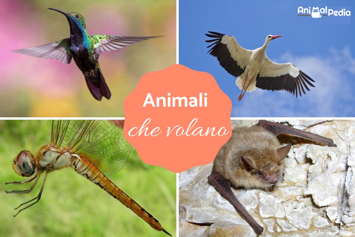 18 Animali che volano (con o senza ali): Immagini e curiosità