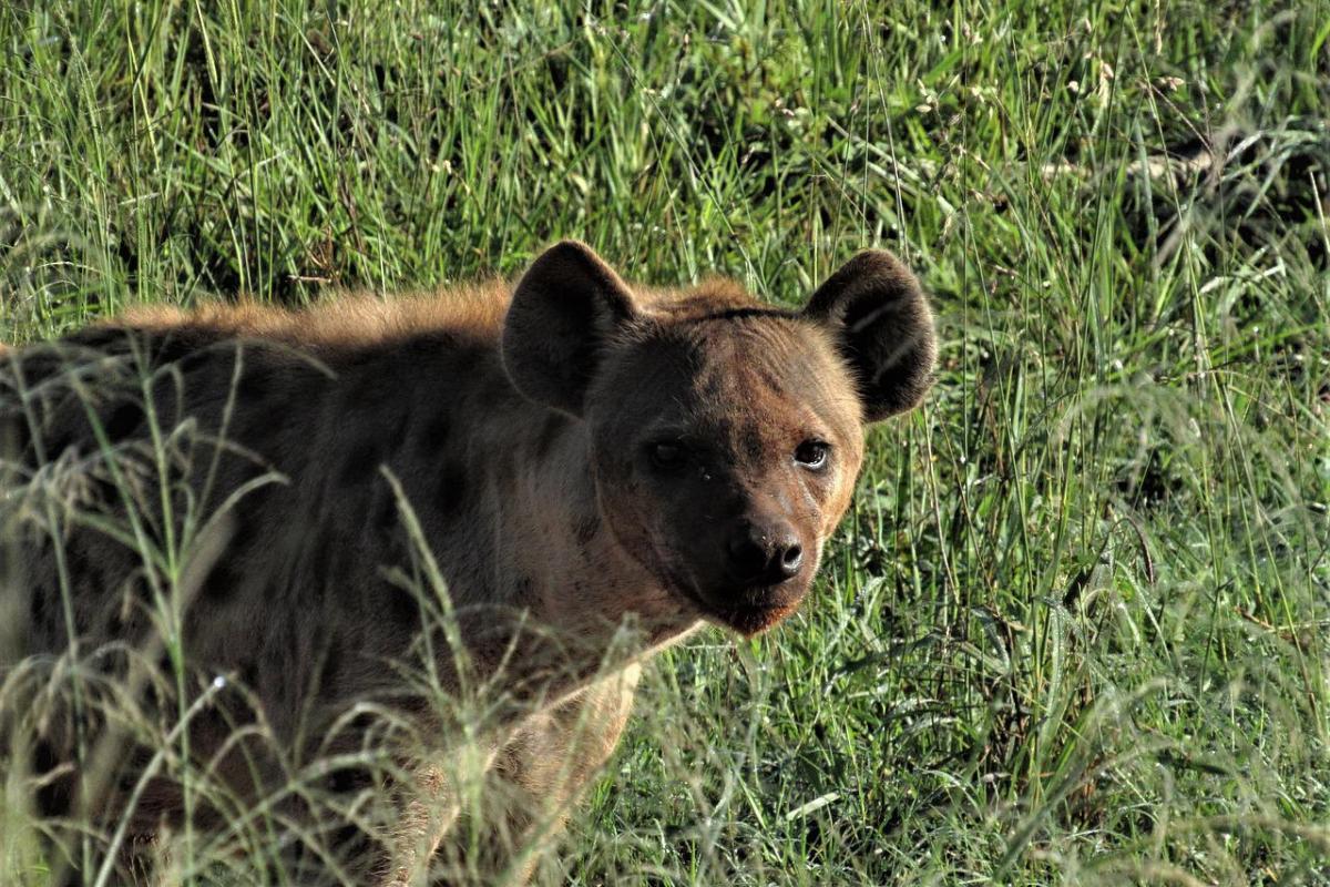Dove vivono le iene? - Scopri gli habitat!