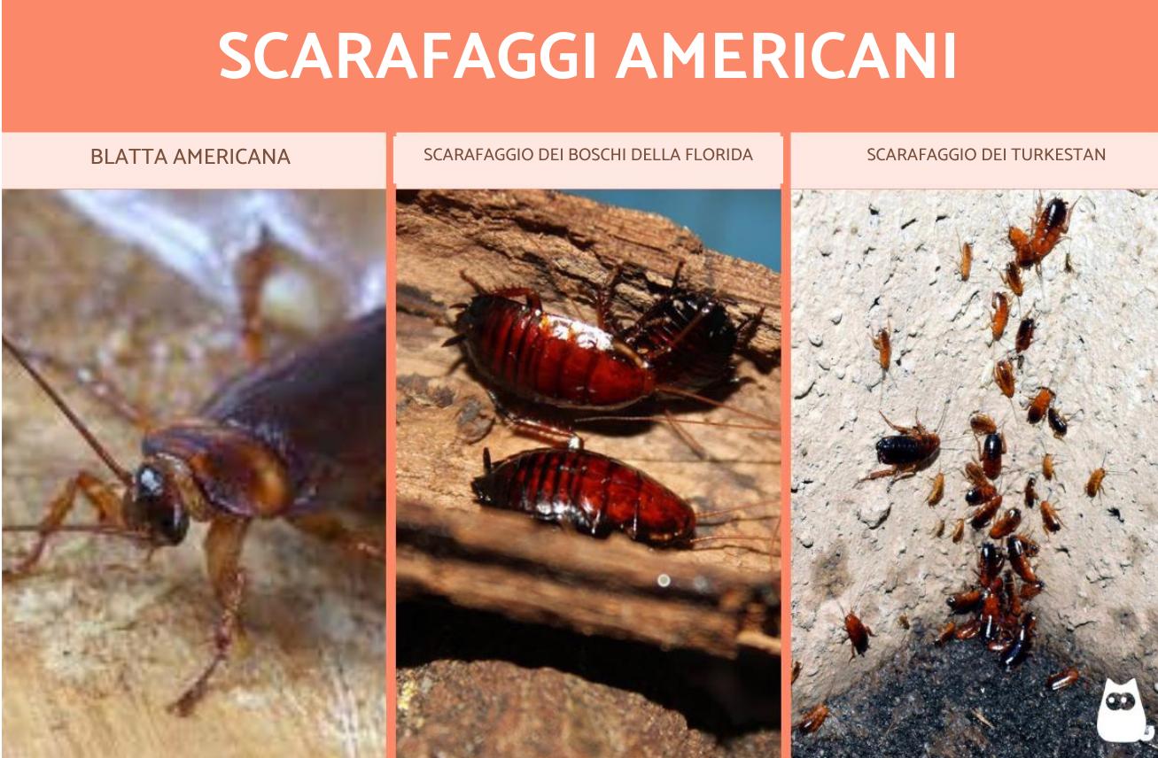 +18 tipi di scarafaggi neri e volanti e specie di blatte - con FOTO