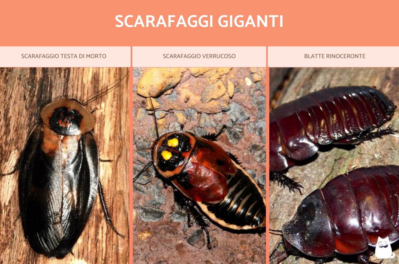 +18 tipi di scarafaggi neri e volanti e specie di blatte - con FOTO