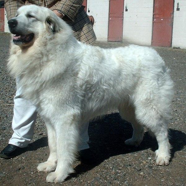 18 razze di cani giganti - Caratteristiche e dimensioni