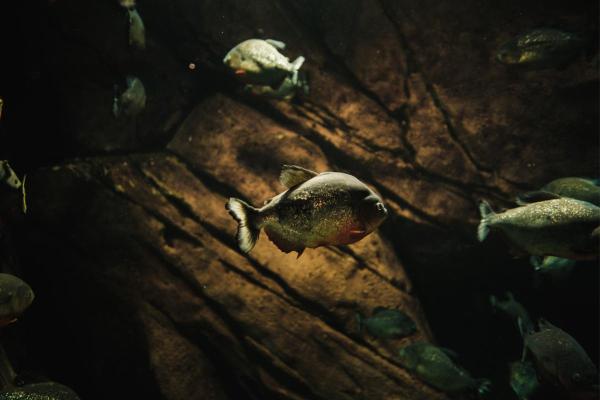 Dove si trovano i piranha? - Habitat e distribuzione