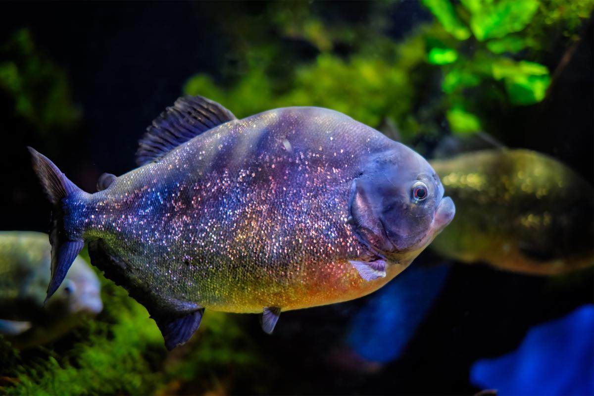 Dove si trovano i piranha? - Habitat e distribuzione