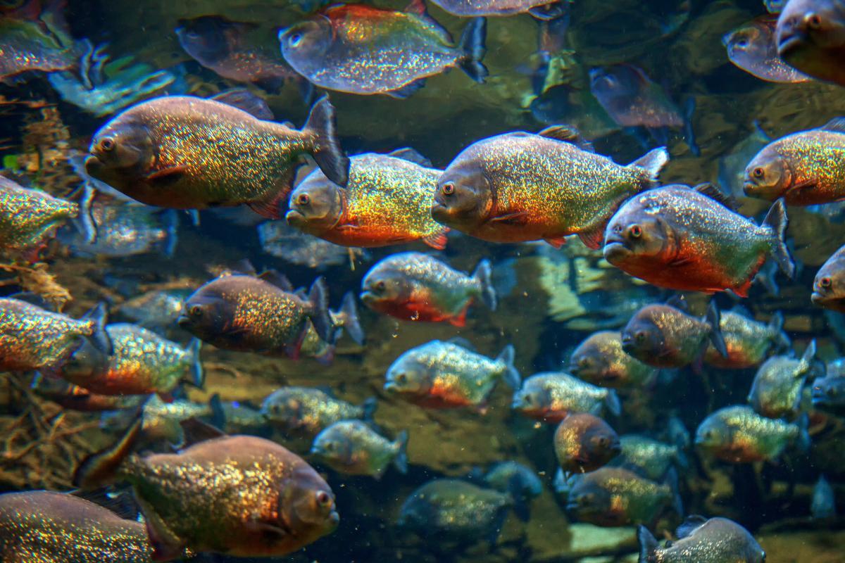 Dove si trovano i piranha? - Habitat e distribuzione