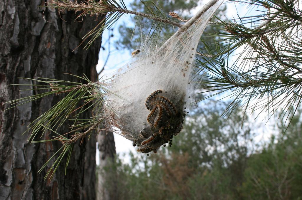 Processionaria cani: sintomi, terapia e cosa fare - con IMMAGINI!