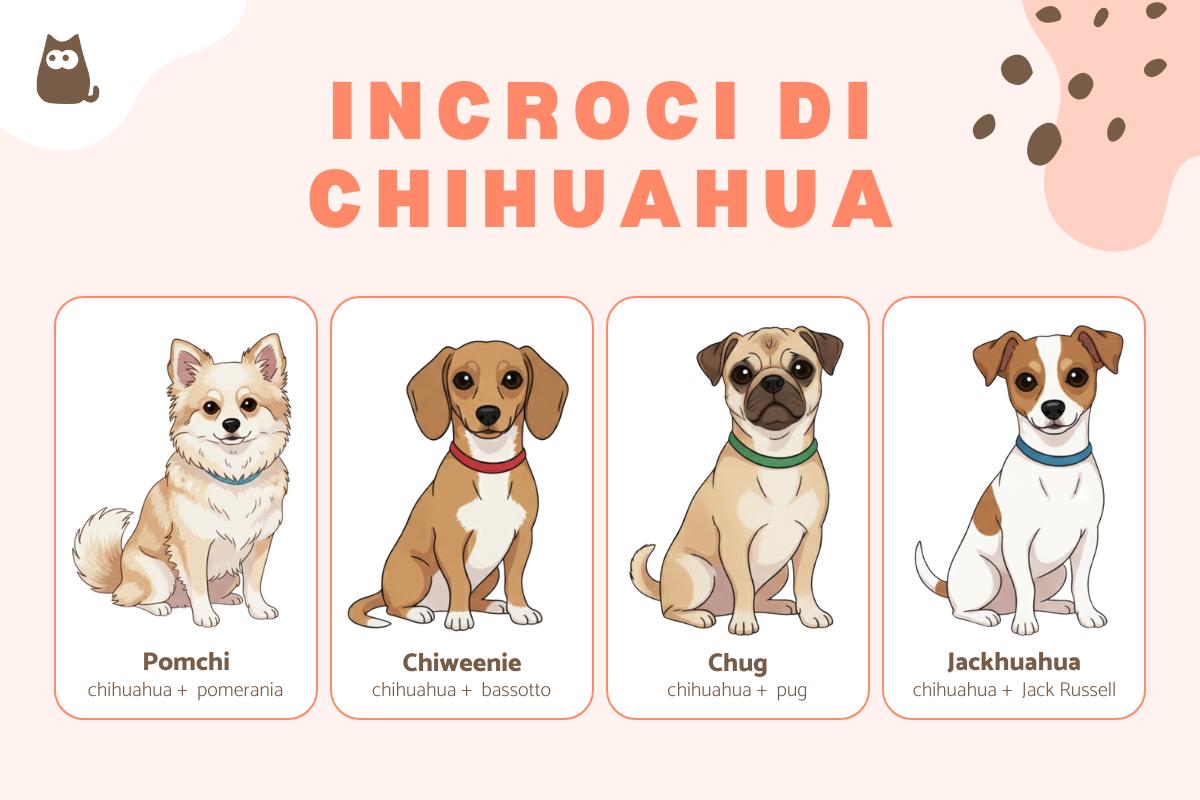 Chihuahua mix: Tipi di incroci (con immagini)
