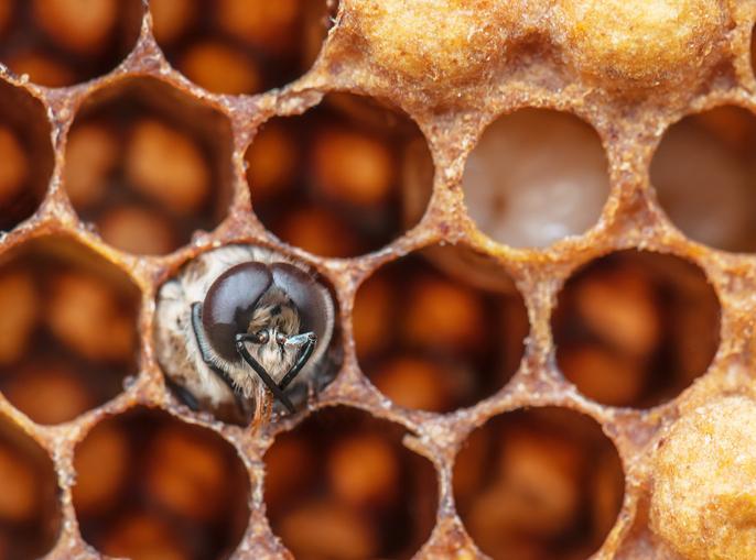 Come si riproducono le api? TUTTO sulla riproduzione