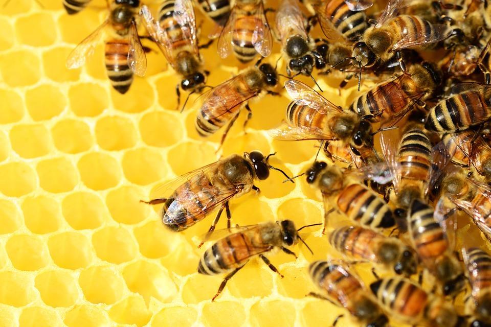 Come si riproducono le api? TUTTO sulla riproduzione
